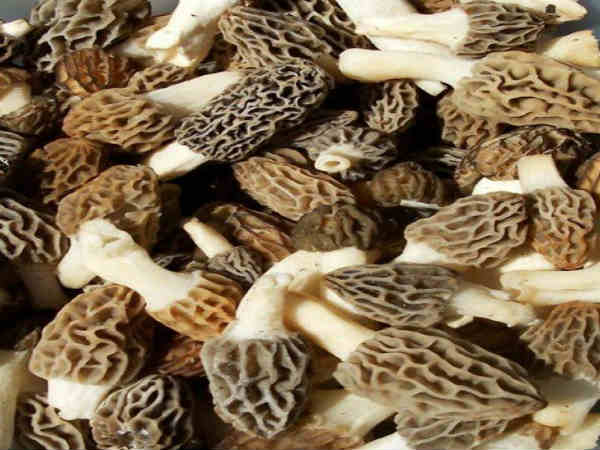 ये है हमारे देश की सबसे महंगी सब्जी, सोने से टक्कर लेते हैं इसके रेट ...