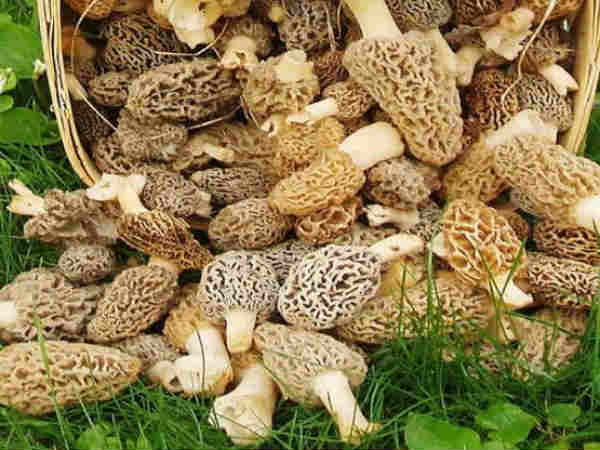 ये है हमारे देश की सबसे महंगी सब्जी, सोने से टक्कर लेते हैं इसके रेट ...